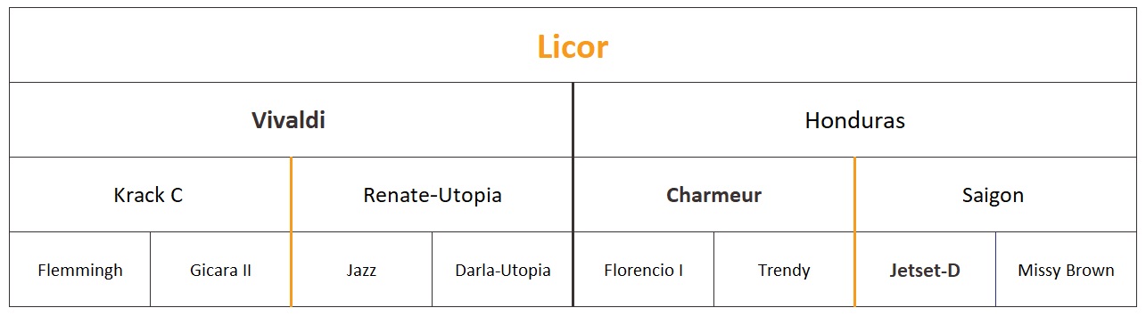 Licor - Excellent Dressage Sales