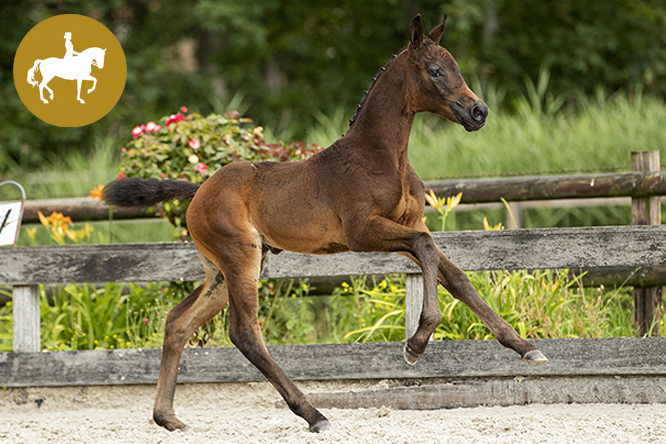 Ocara - Excellent Dressage Sales