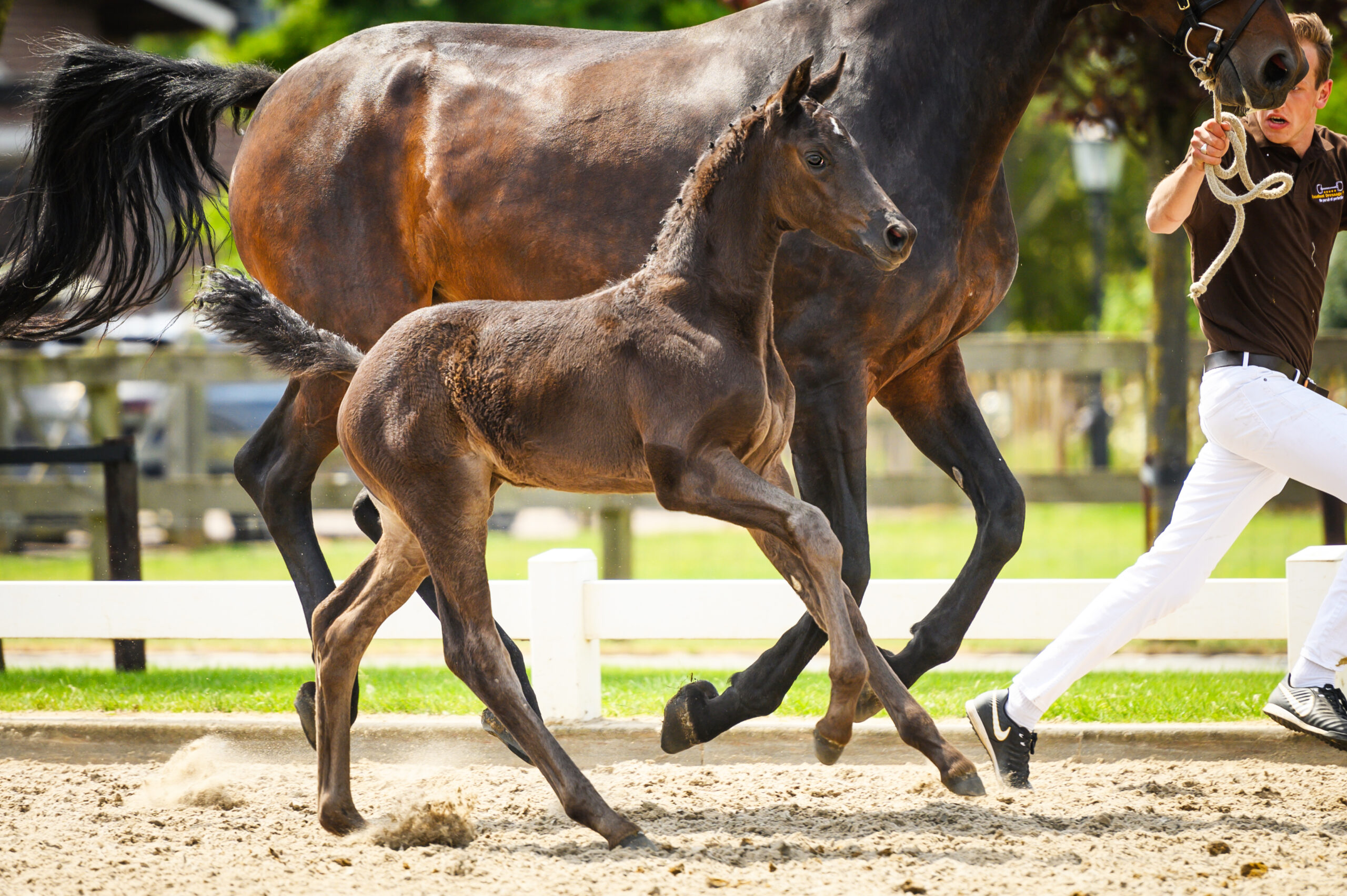 Parisma - Excellent Dressage Sales