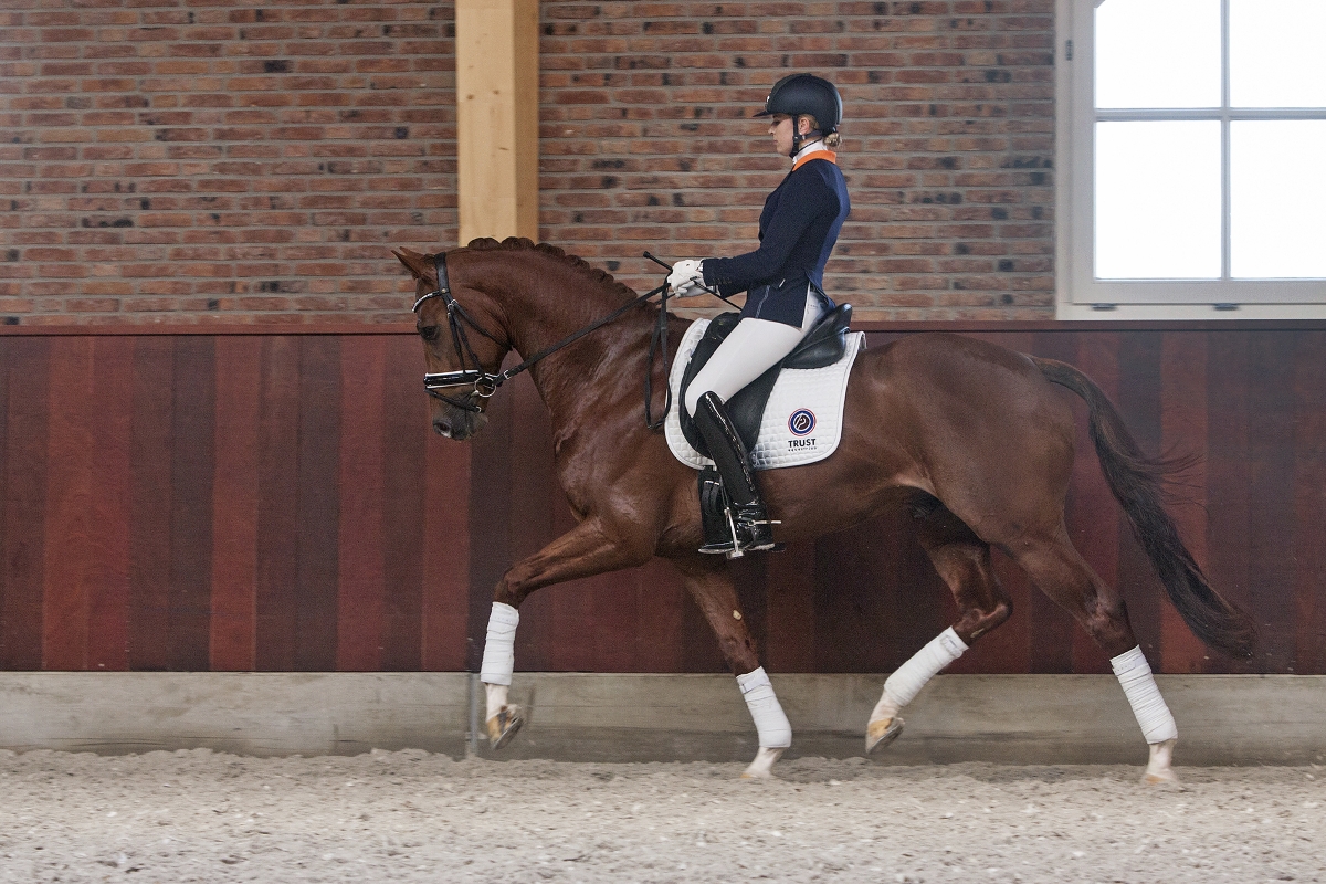 Foundation RR Bronze at Dutch Championships - Excellent Dressage Sales