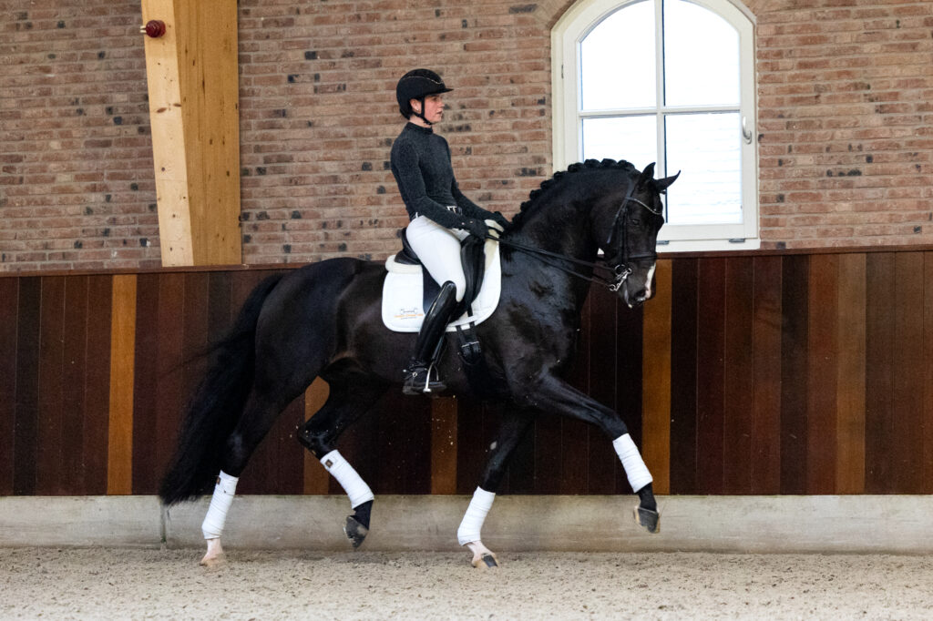 First Date - Excellent Dressage Sales