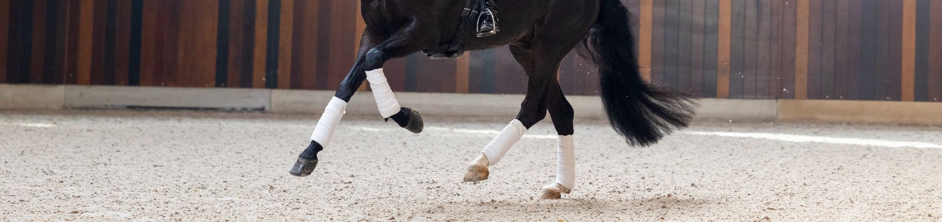 Nymphenburgs Famous Boy - Excellent Dressage Sales
